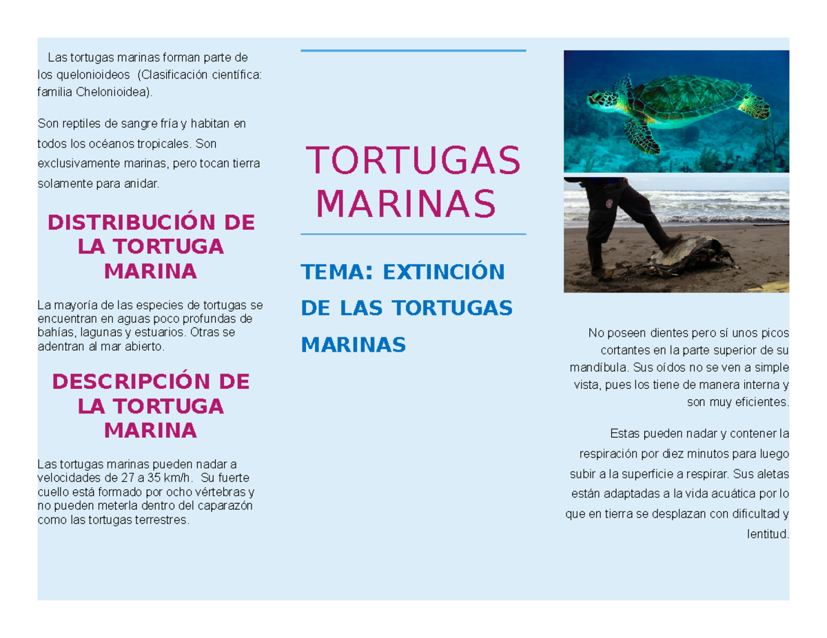 Triptico - Las tortugas marinas forman parte de los quelonioideos ...