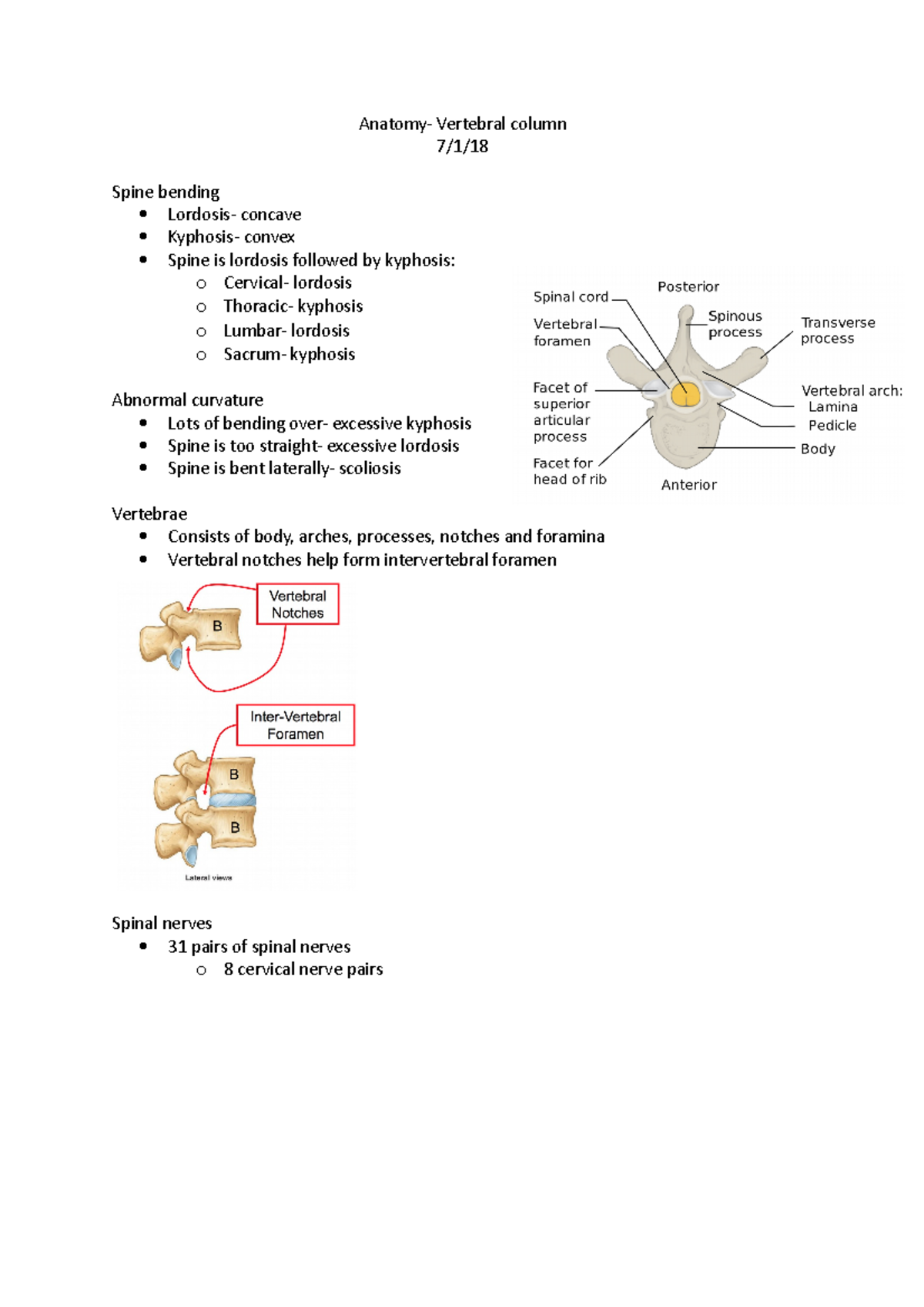 Anatomy - Vertebral column Spine bending concave convex Spine is ...