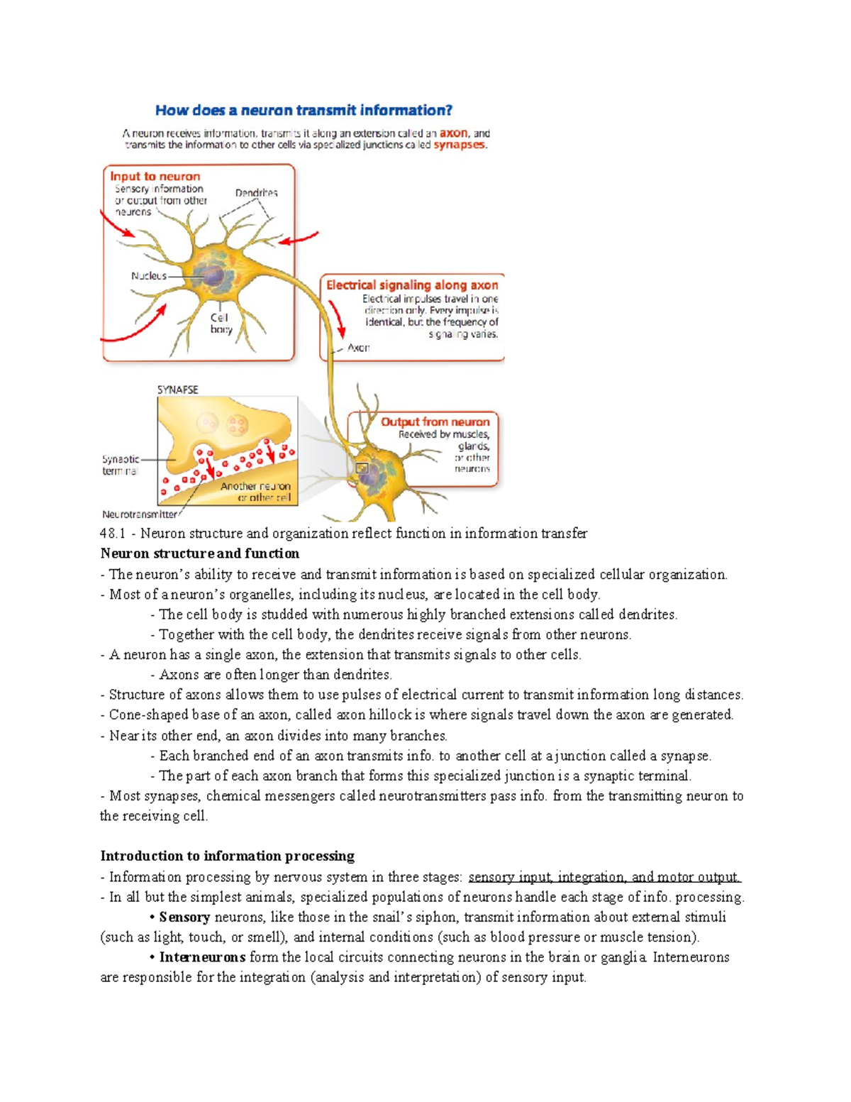 Intro to Organismal Biology - Campbell Biology Chap 48 - 48 - Neuron ...