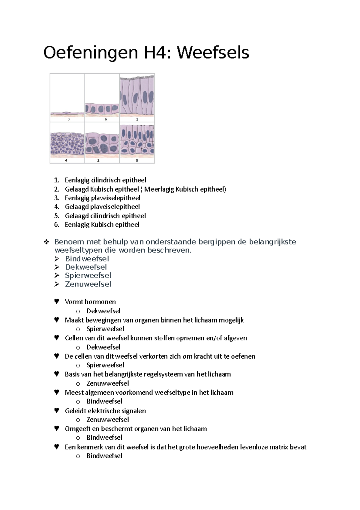 Oefeningen H4 - oefenen - Oefeningen H4: Weefsels Eenlagig cilindrisch ...