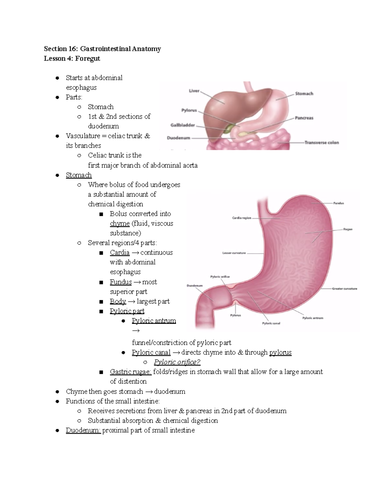 59- Foregut - Section 16: Gastrointestinal Anatomy Lesson 4: Foregut ...