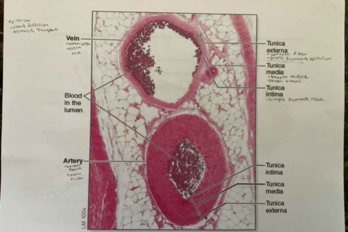 Vein and artery slide - BIOL 228L - Studocu