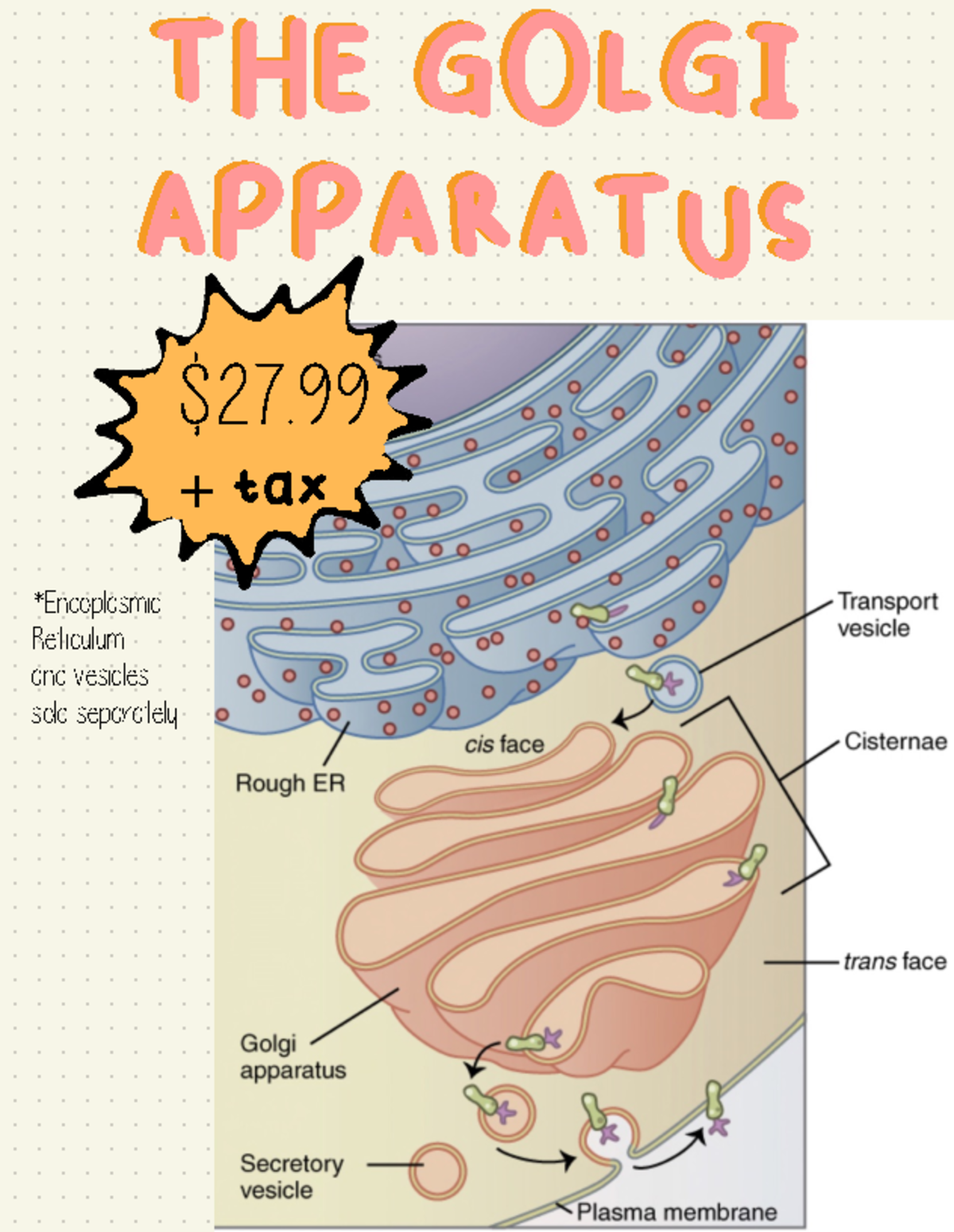 Golgi Apparatus Flyer - project - VN 100 - THE GOLGI APPARATUS THE ...