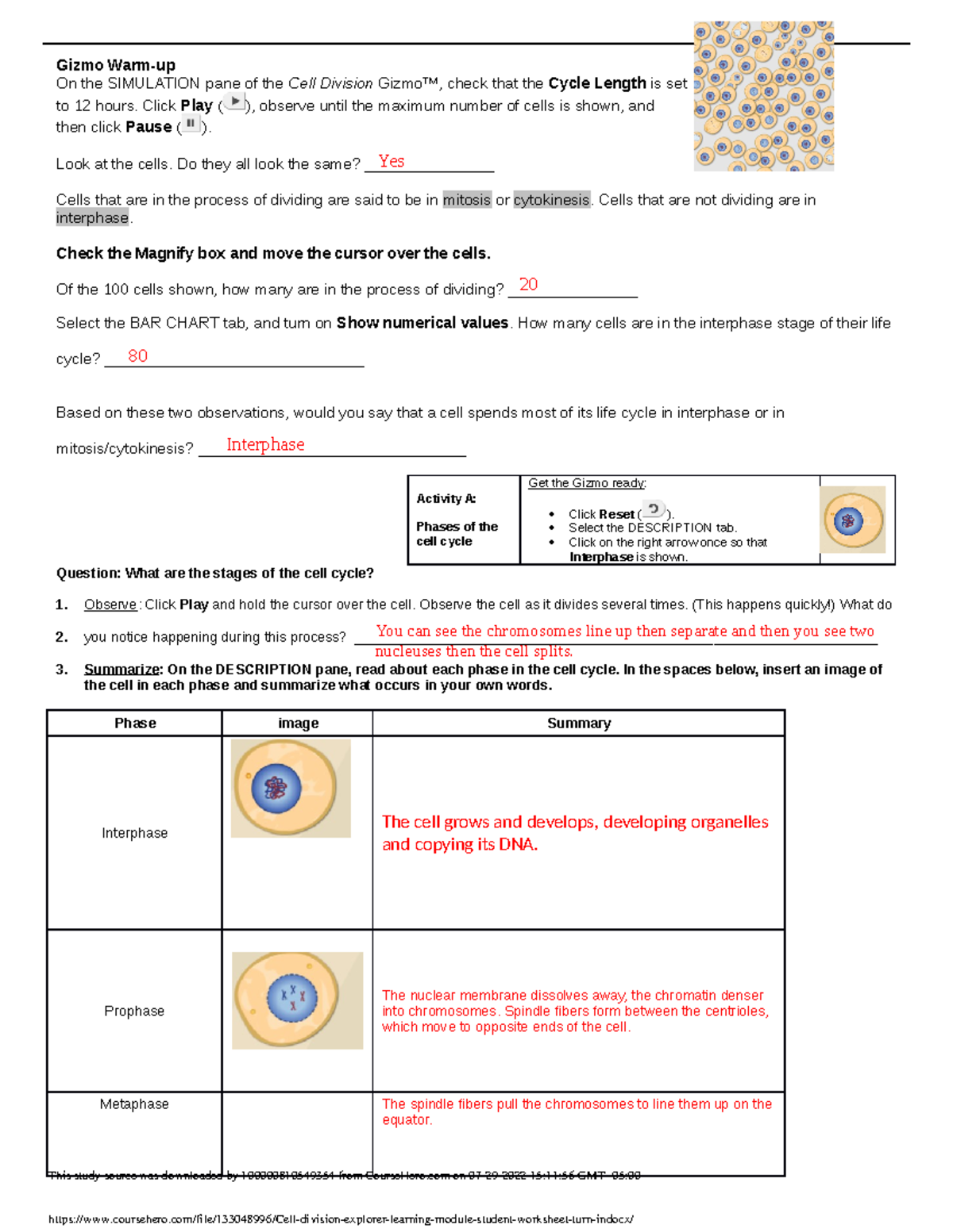 Cell division explorer learning module student worksheet turn in - Gizmo Warm-up On the ...