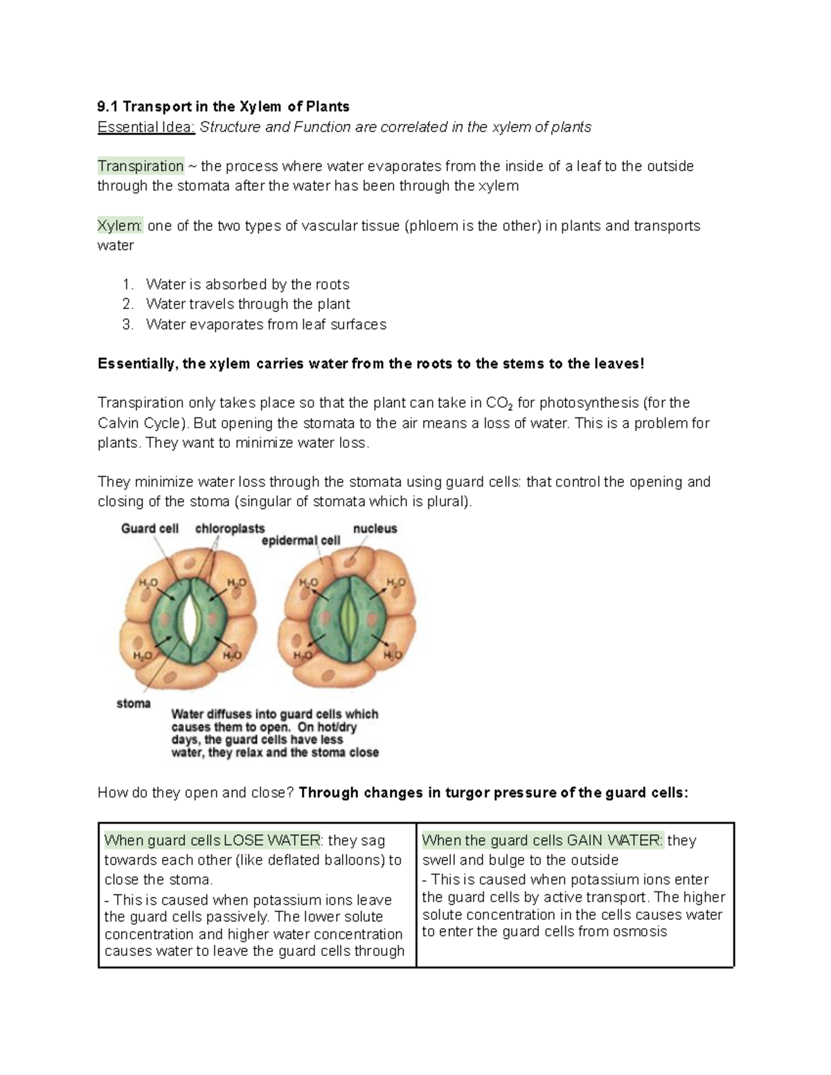 Topic 9 - Culminating Notes Summative - 9 Transport in the Xylem of ...