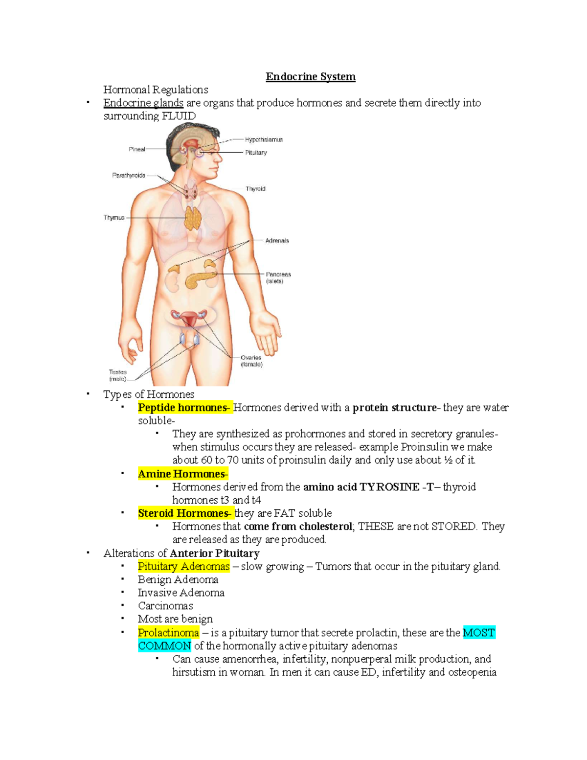 Maryville Patho Exam 2 Study Guide - Endocrine System Hormonal Regulations Endocrine glands are ...
