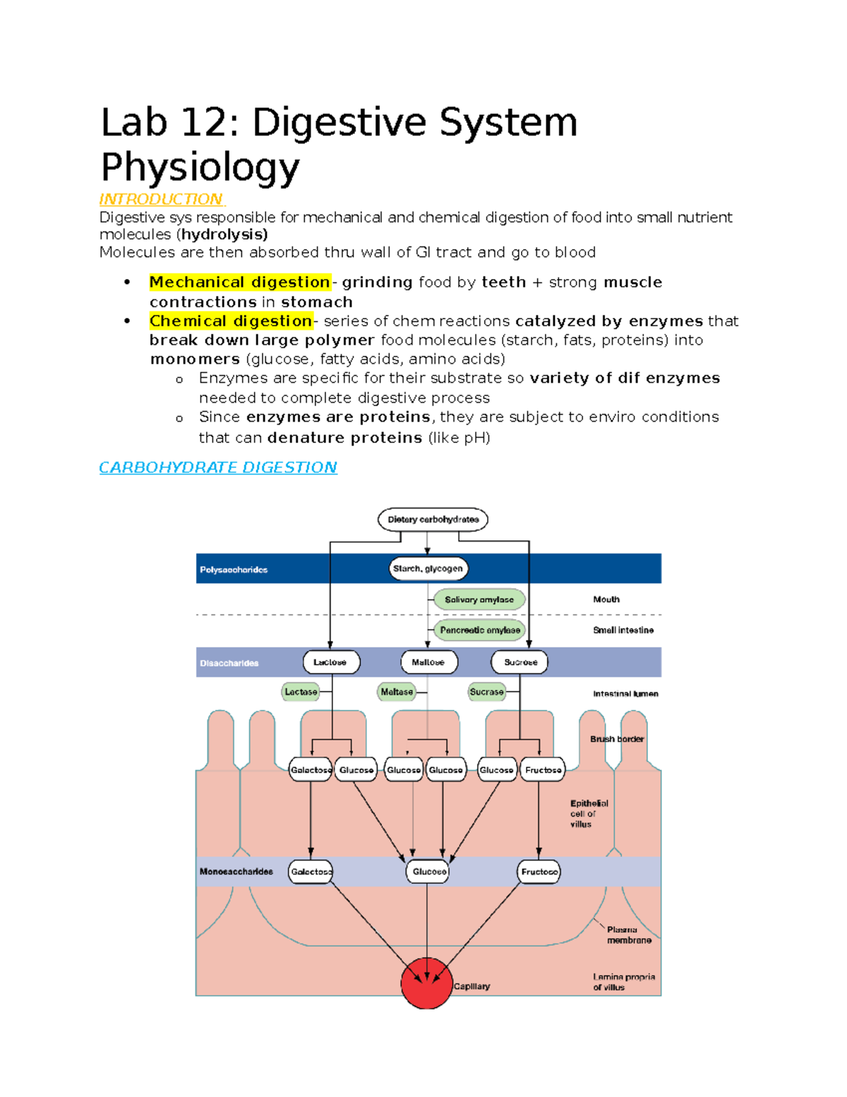 Lab 12 Digestive System Physiology Notes - Lab 12: Digestive System ...