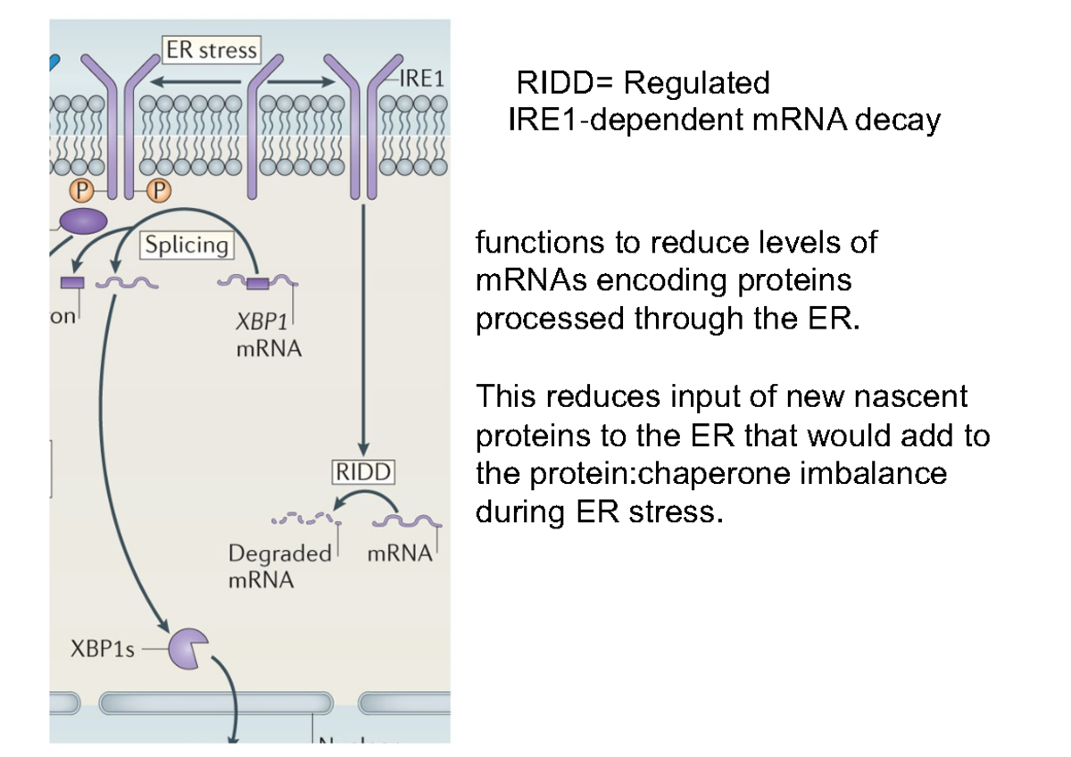 BIOC3271 Lecture 9 Cooper Stress lecture 3 -ER Stress mitophagy - RIDD ...