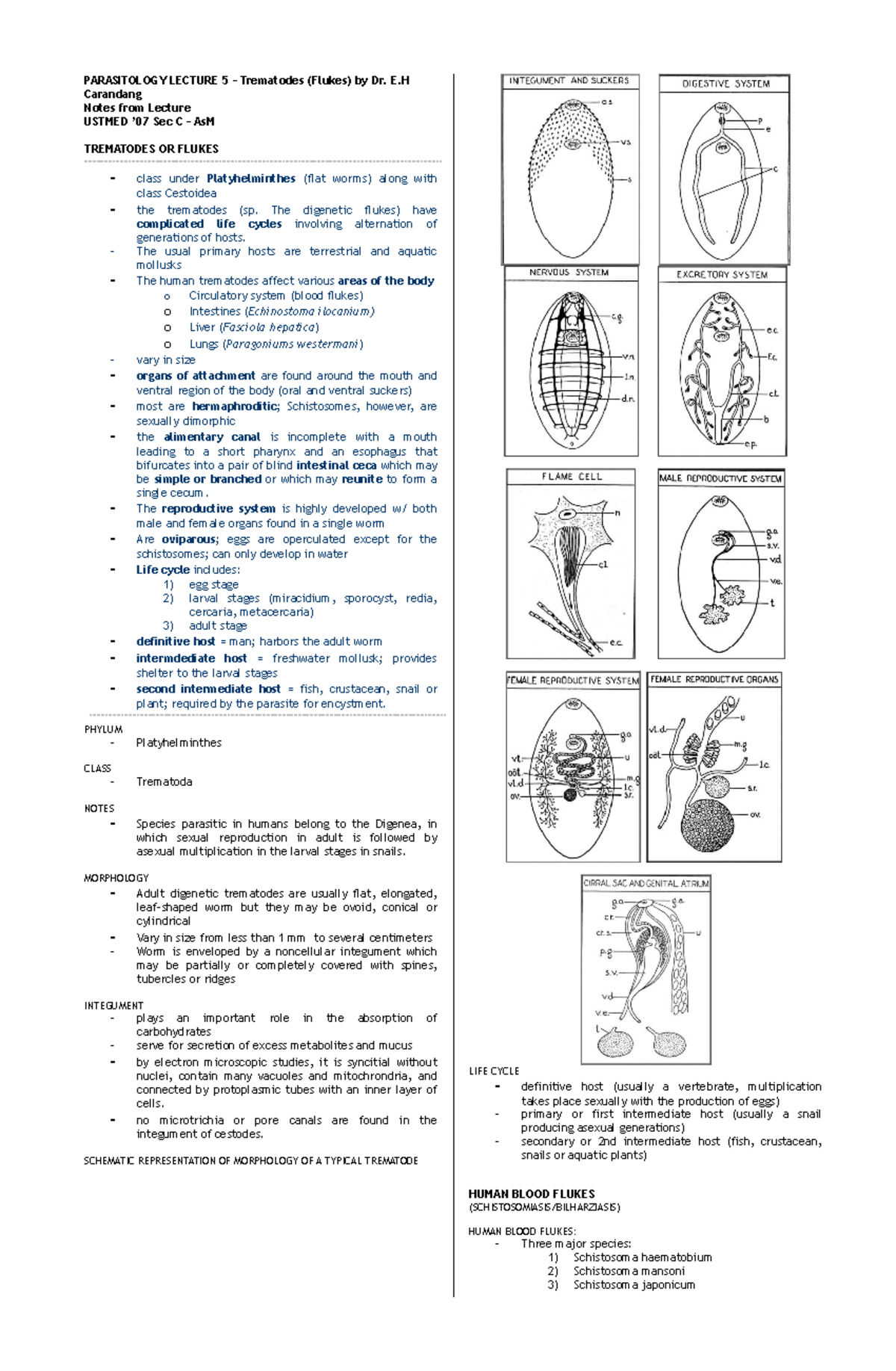 Trematodes - Parasitology - PARASITOLOGY LECTURE 5 – Trematodes (Flukes ...