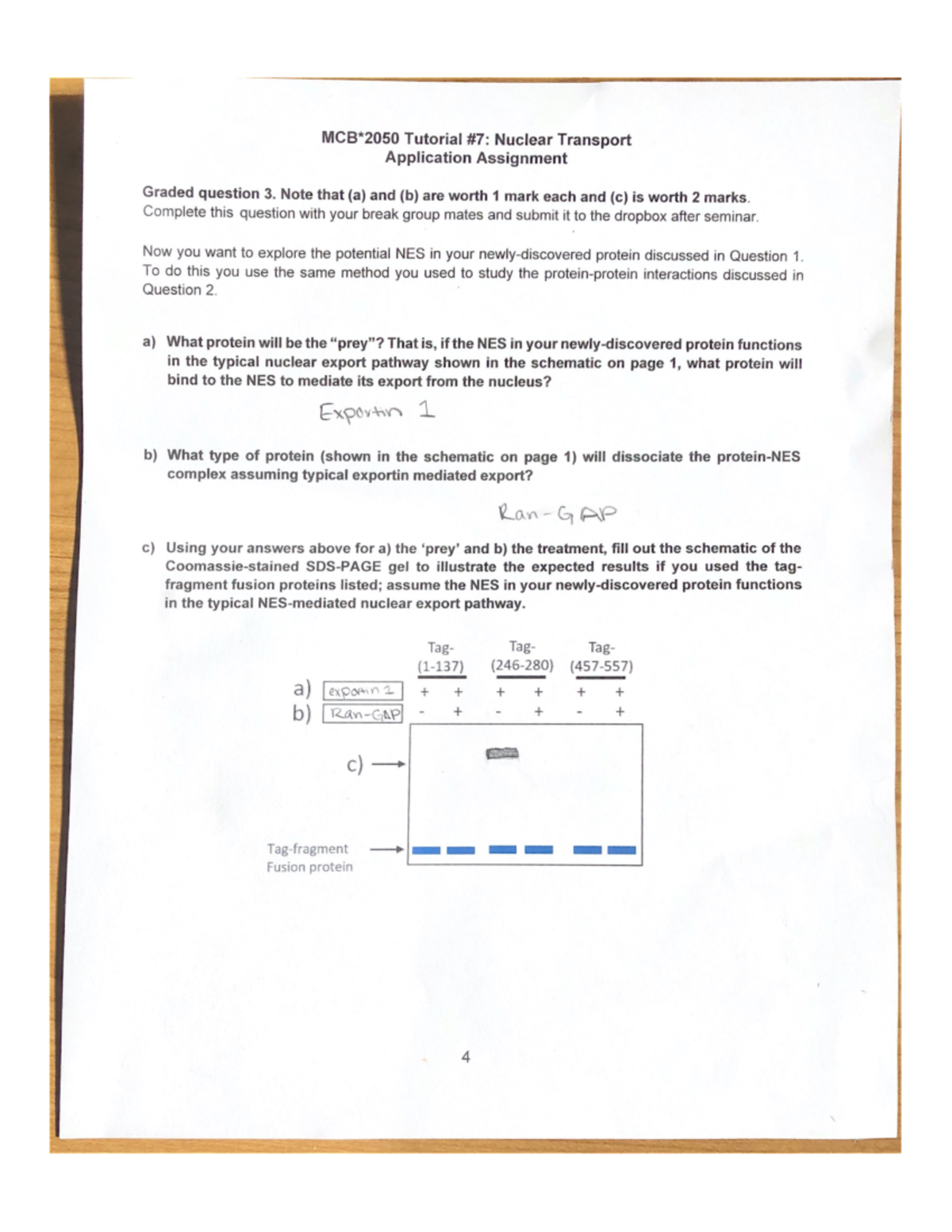 Mcb tutorial 7 Transport - MCB 2050 - Studocu