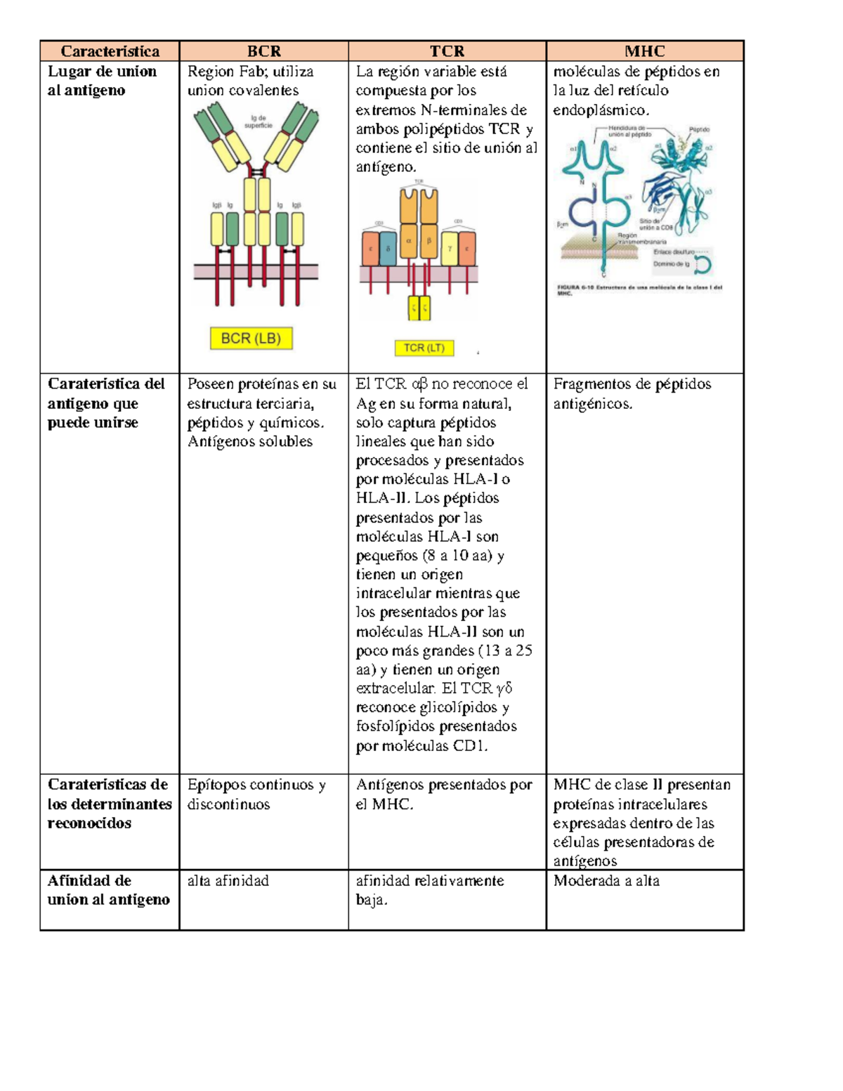 04 BCR, TCR y MHC - Caracteristica BCR TCR MHC Lugar de union al ...