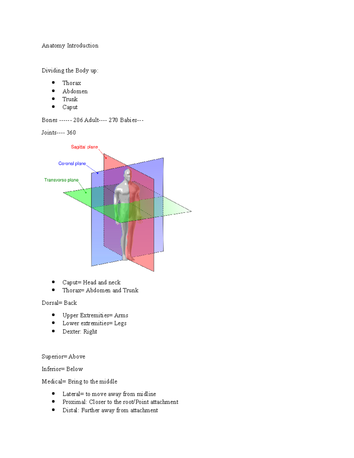 Anatomy Introduction - Anatomy Introduction Dividing the Body up ...