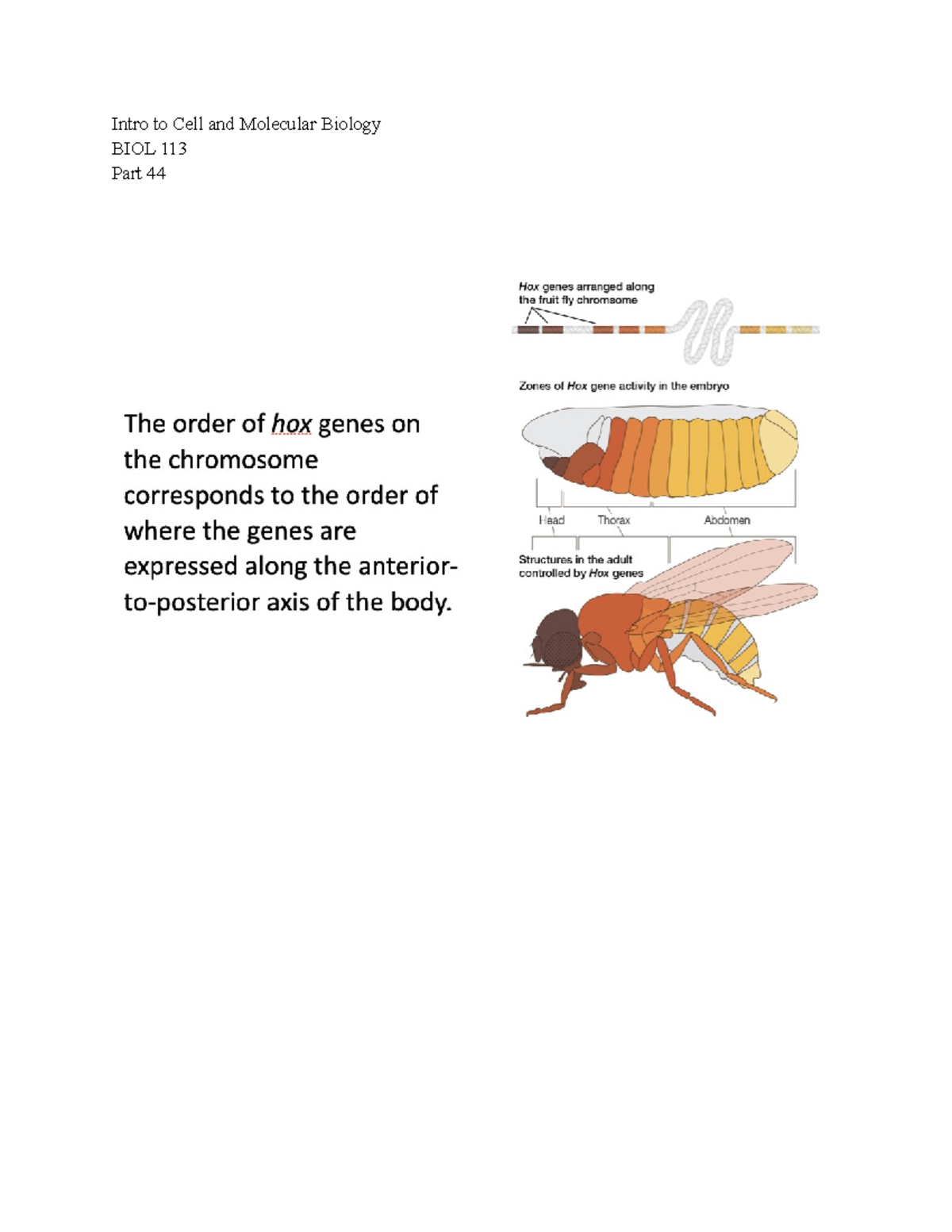 Intro To Cell And Molecular Bio 113 Lecture Notes Part 44 Dr Sarah