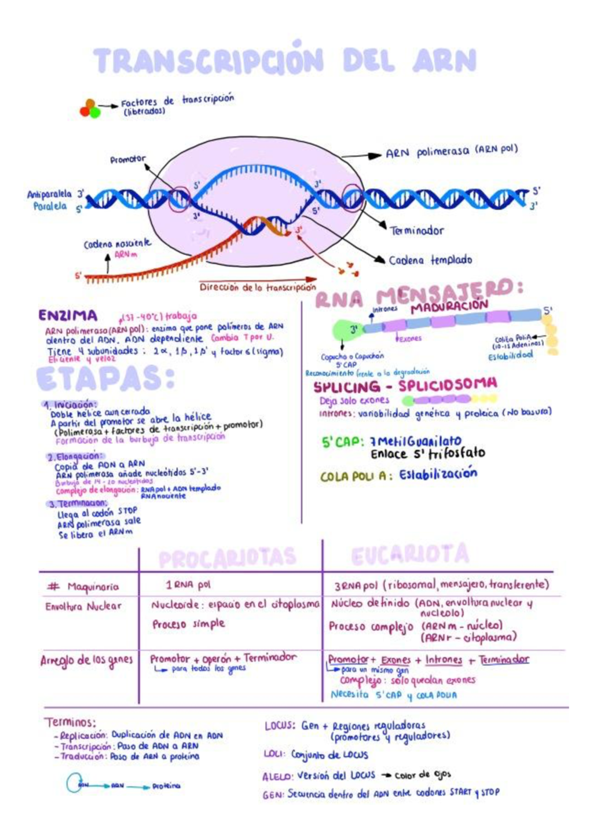 Transcripción del ARN_Explicación sintetizada - Bioquímica - Studocu