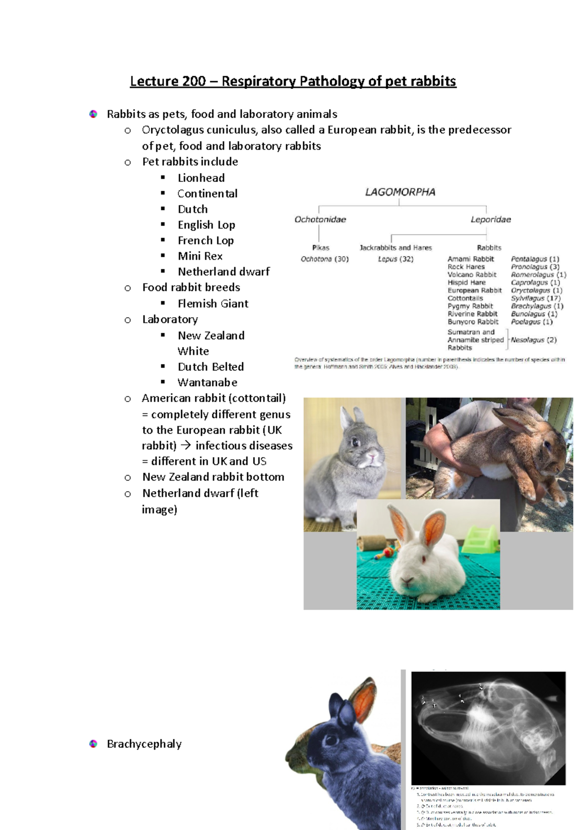 Lecture 200 – Respiratory Pathology of pet rabbits - Lecture 200 ...