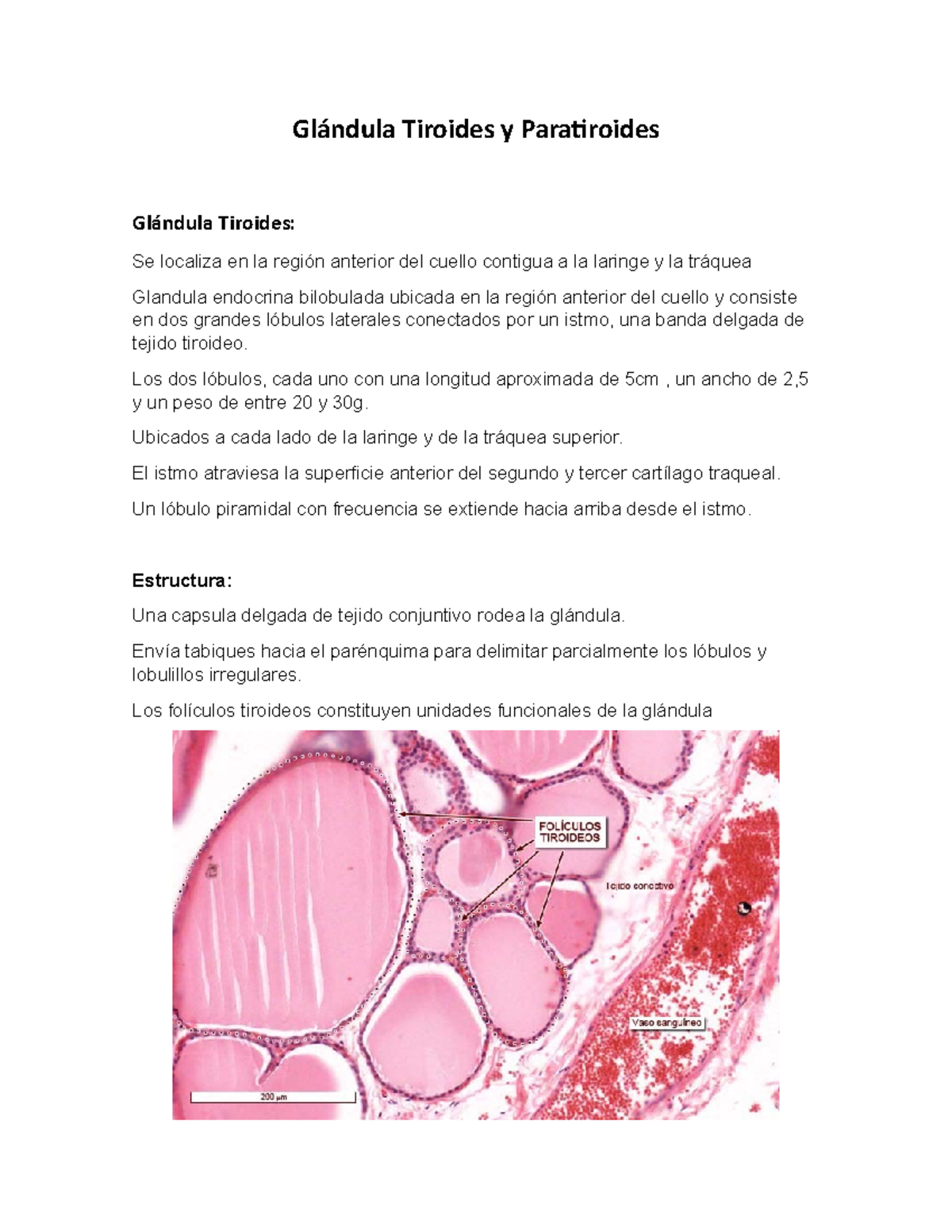 Glándula Tiroides y Paratiroides - Glándula Tiroides y Paratiroides ...