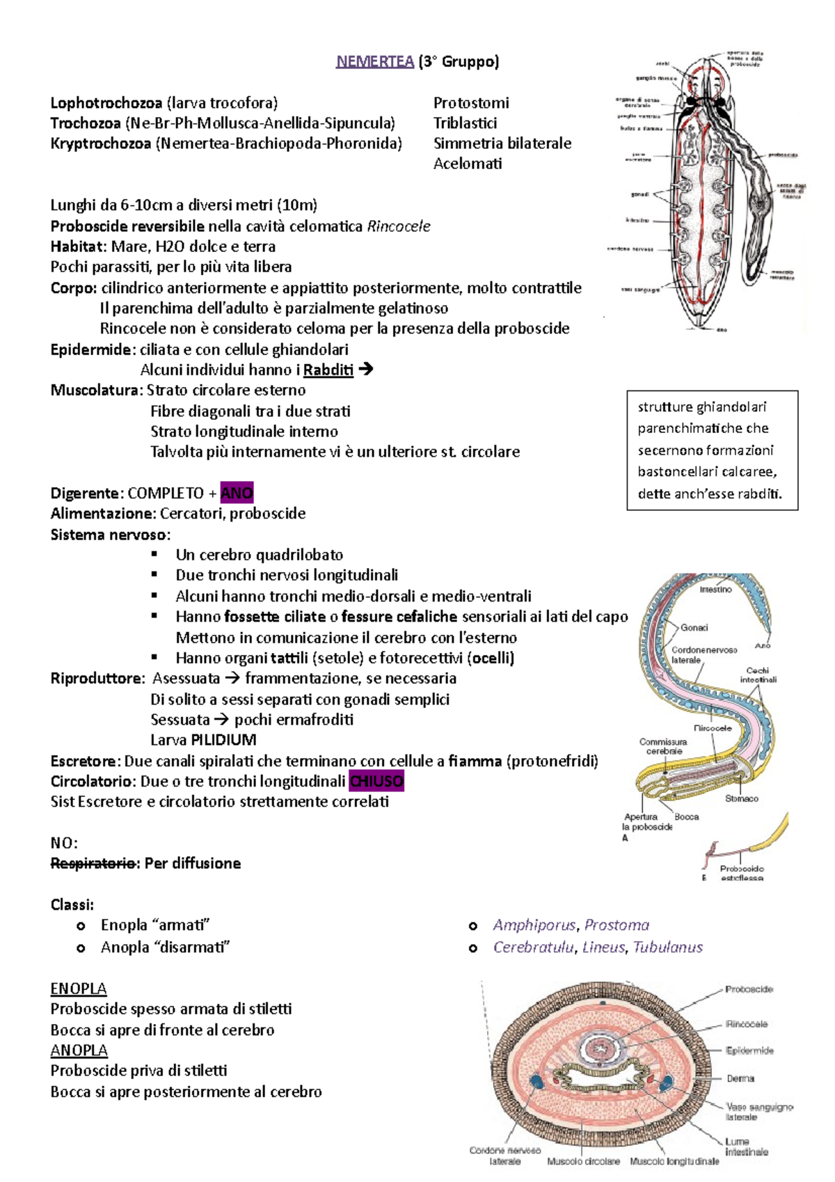 4 Nemertea - riassunti - NEMERTEA (3° Gruppo) Lophotrochozoa (larva ...