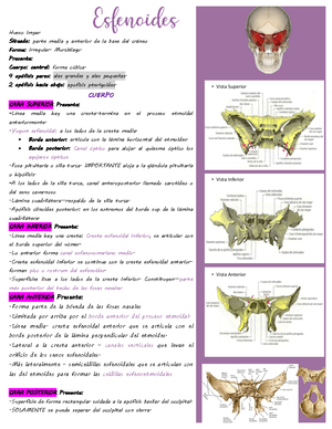 Cráneo - Cráneo: Huesos. Endobase, exobase. Regiones topográficas ...
