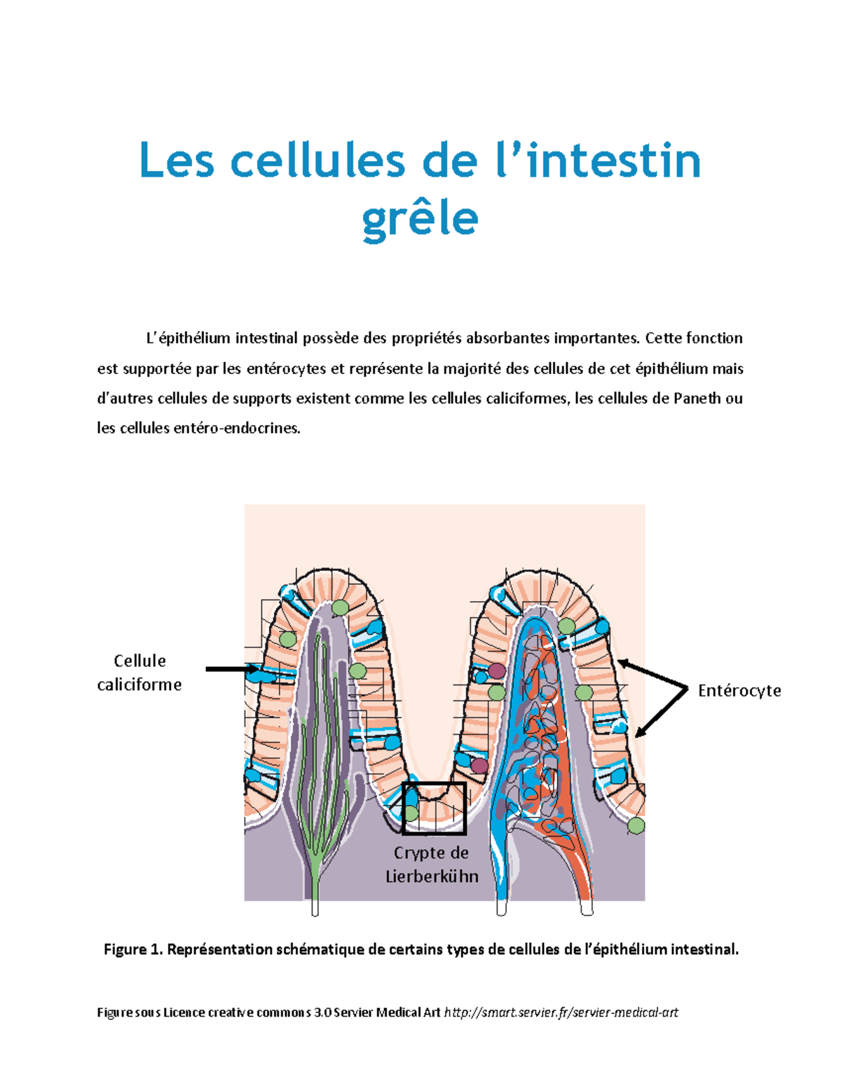 Les cellules de l'intestin grêle - Les cellules de l’intestin grêle L ...