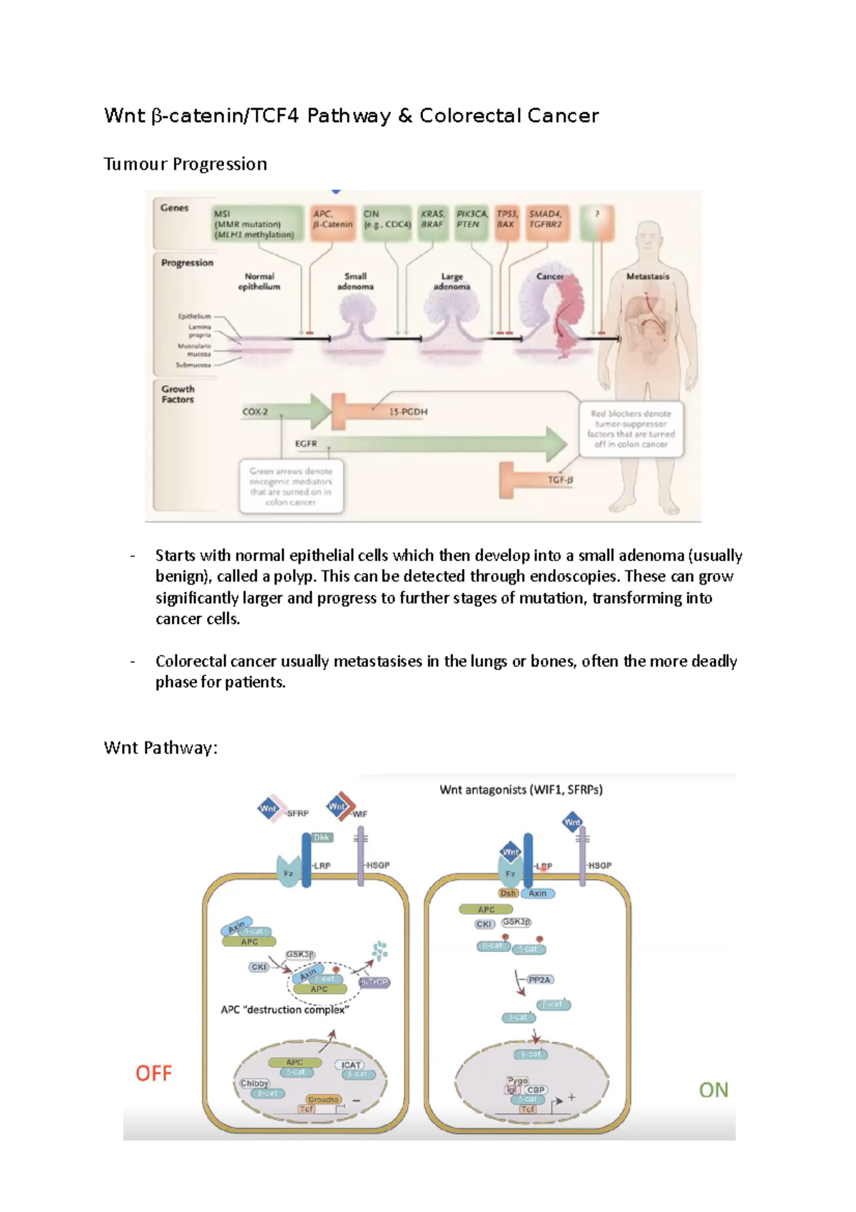 Wnt B-Catenin:TCF4 Pathway & Colorectal Cancer - Wnt -catenin/TCF4 ...