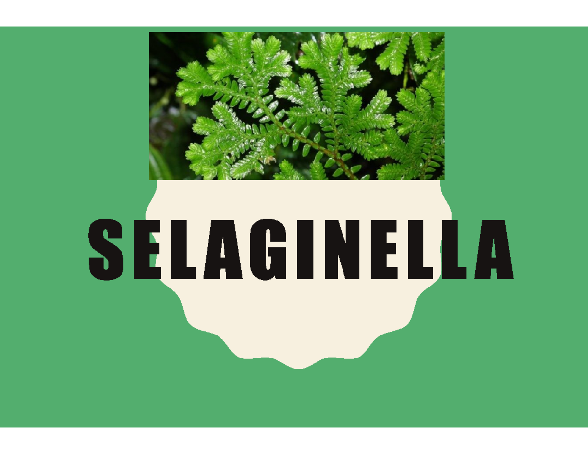 Selaginella - SSeellaaggiinneellllaa Most species require enough ...
