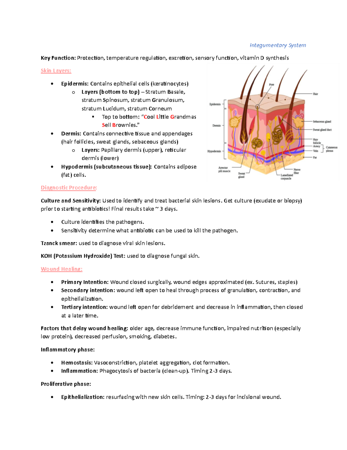 Integumentary System - Level Up RN copy - Integumentary System Key ...