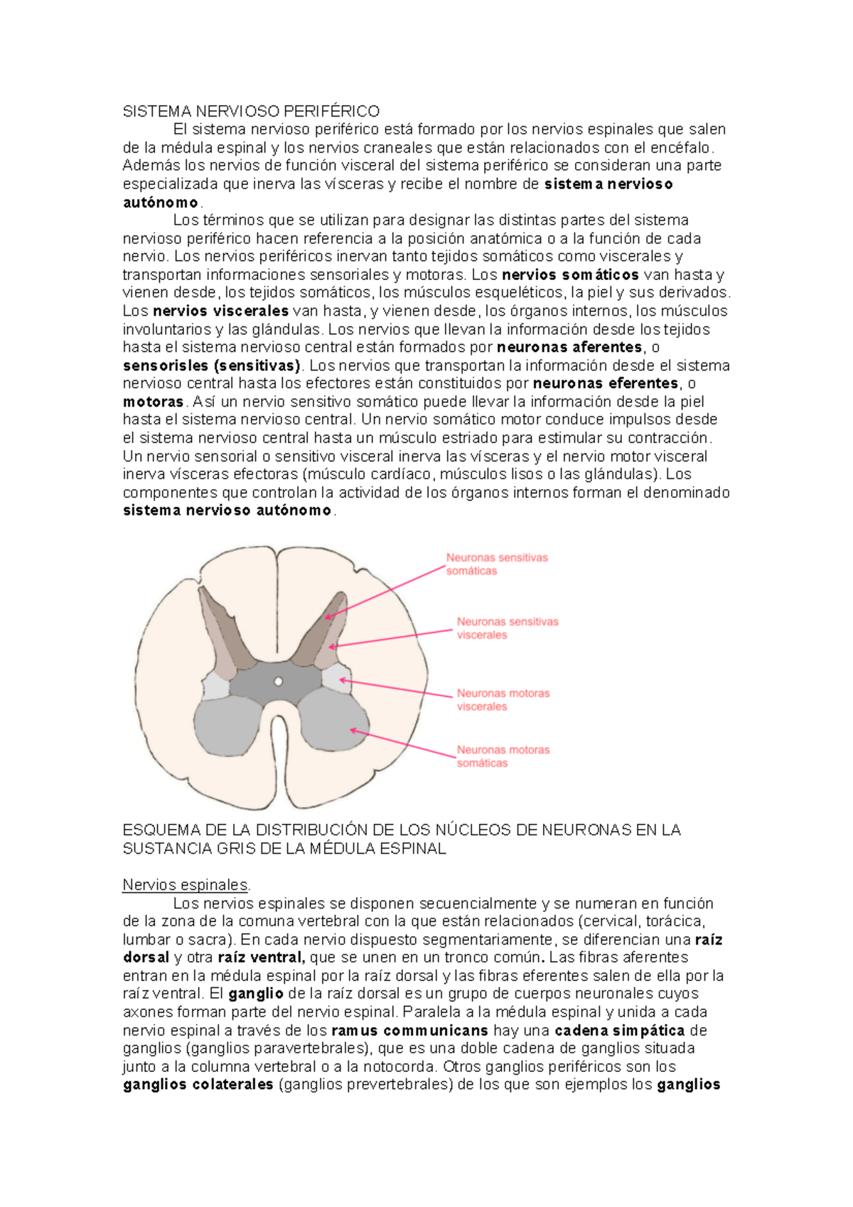 Sistema Nervioso Periférico - Sistema Nervioso Autónomo - SISTEMA ...