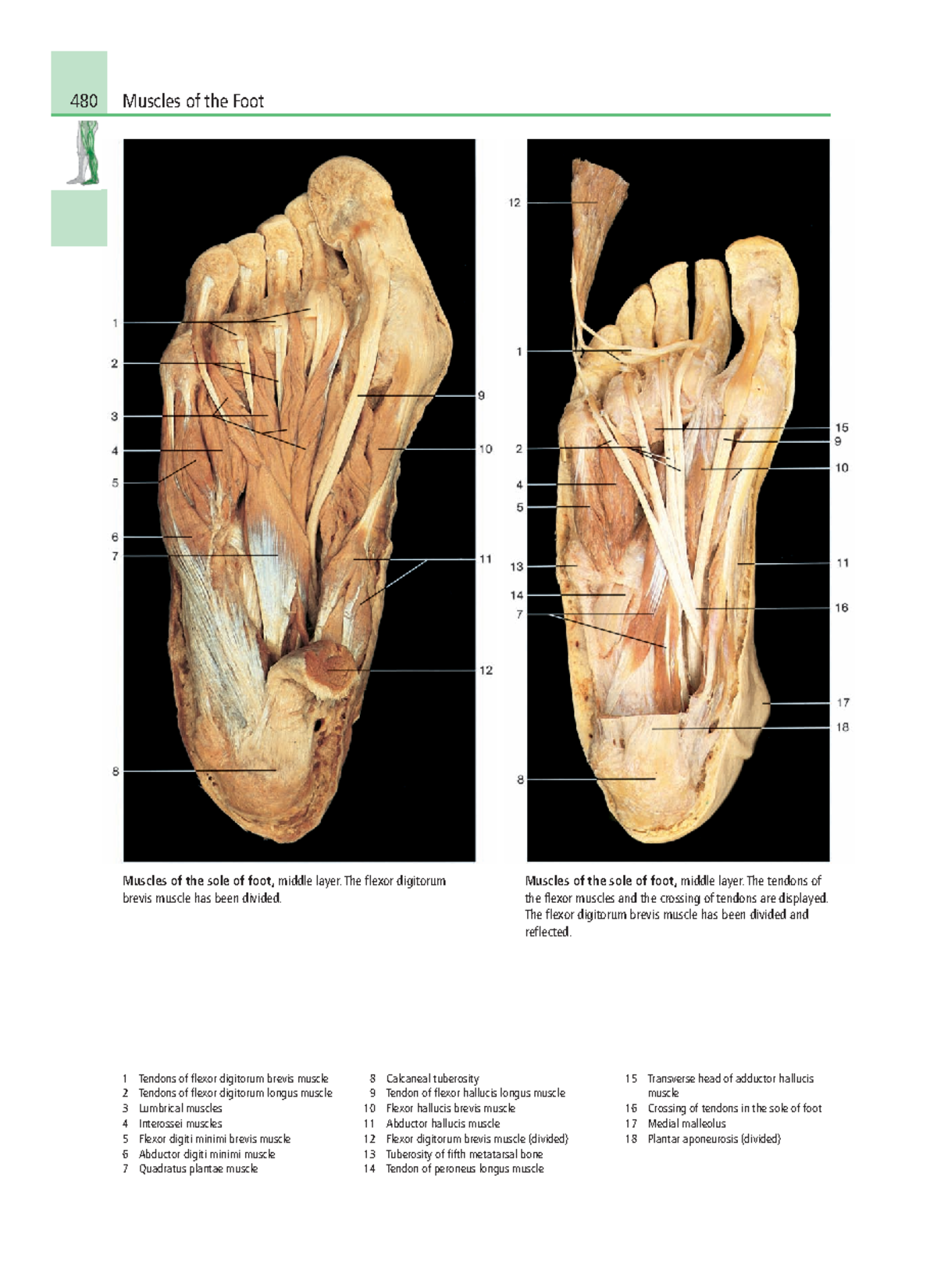 Cara Plantar Del Pie - Muscles of the Foot Muscles of the sole of foot ...