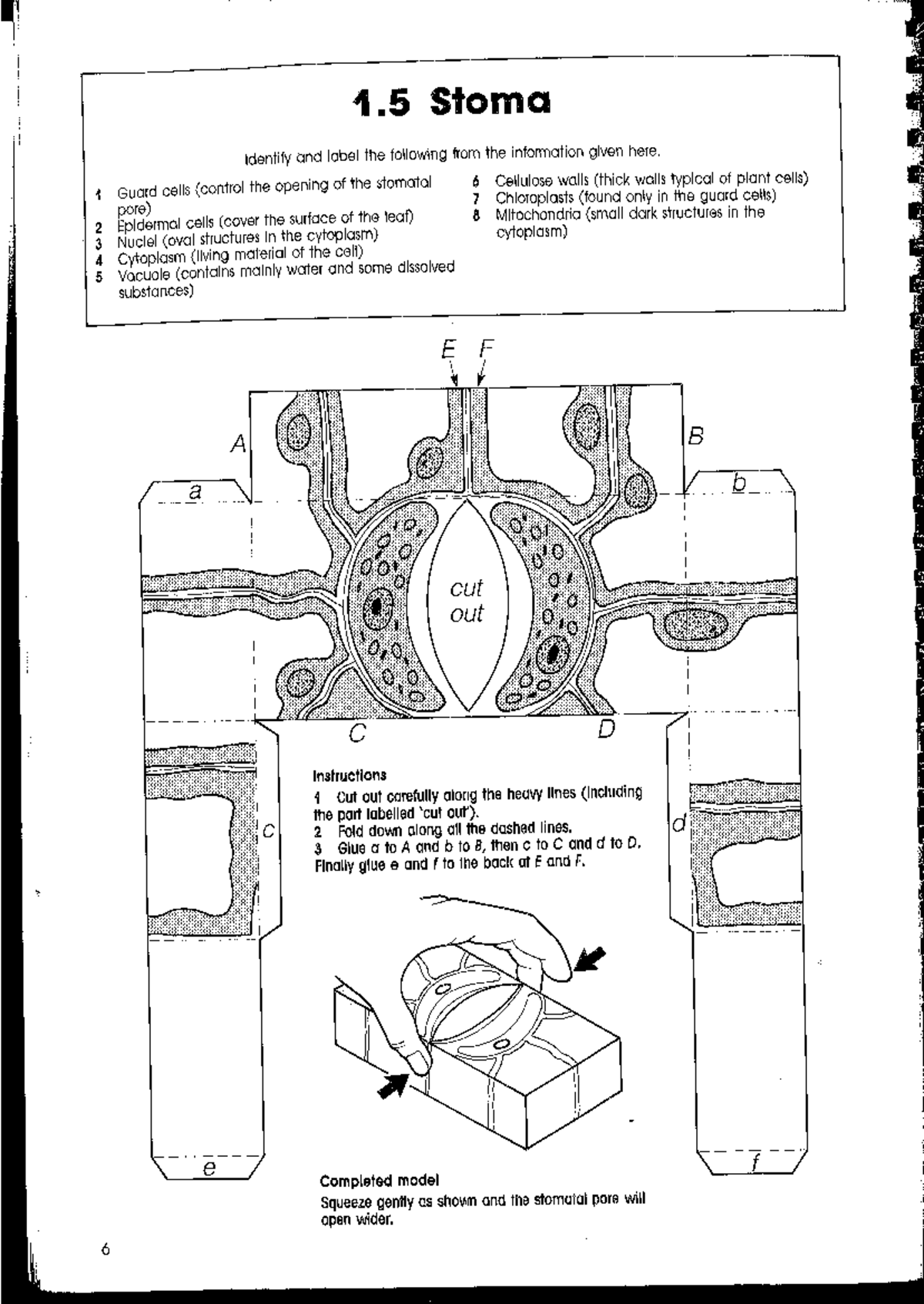 Stoma Model - Studocu