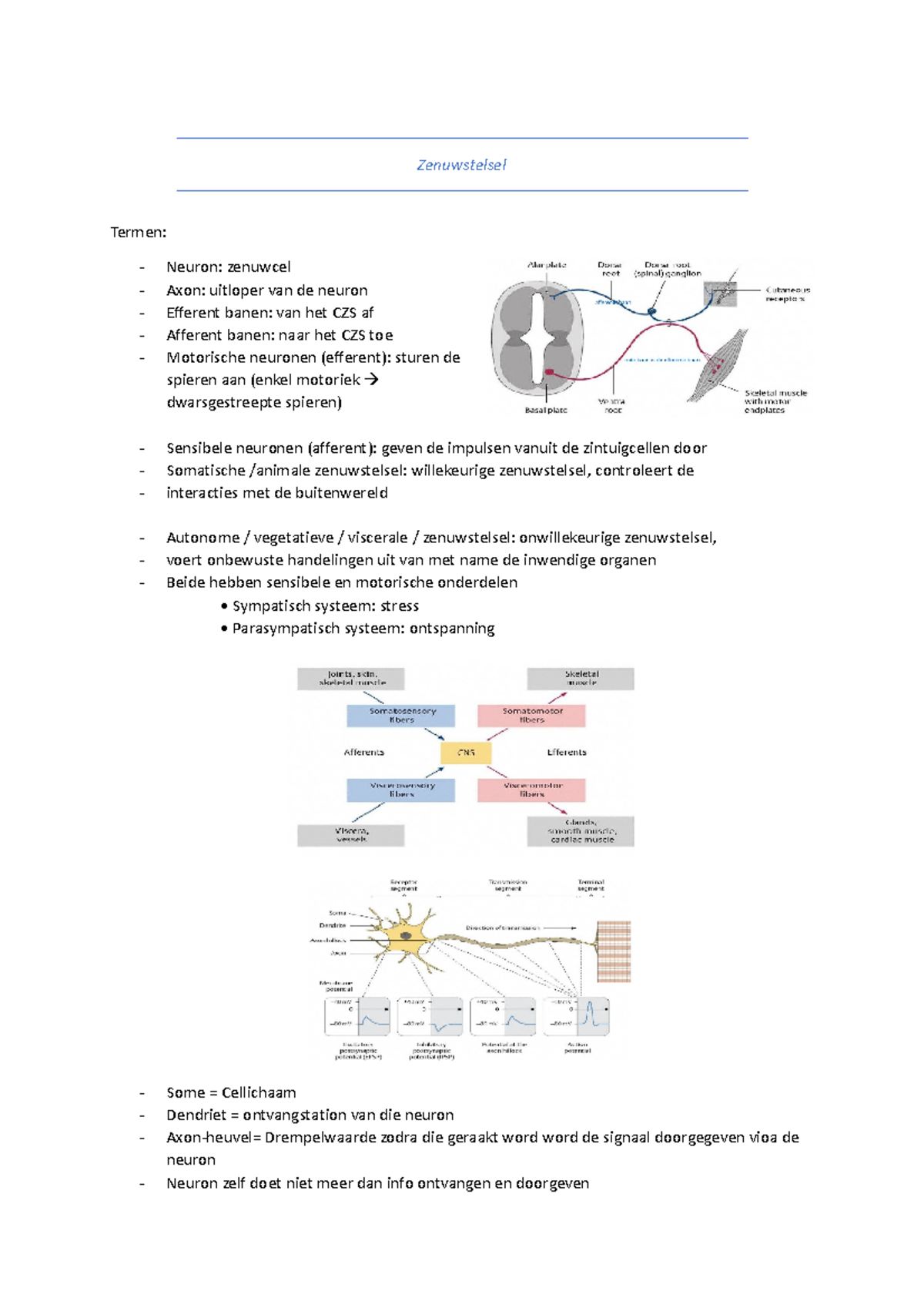 Samenvatting czs anatomie - Zenuwstelsel Termen: Neuron: zenuwcel Axon ...