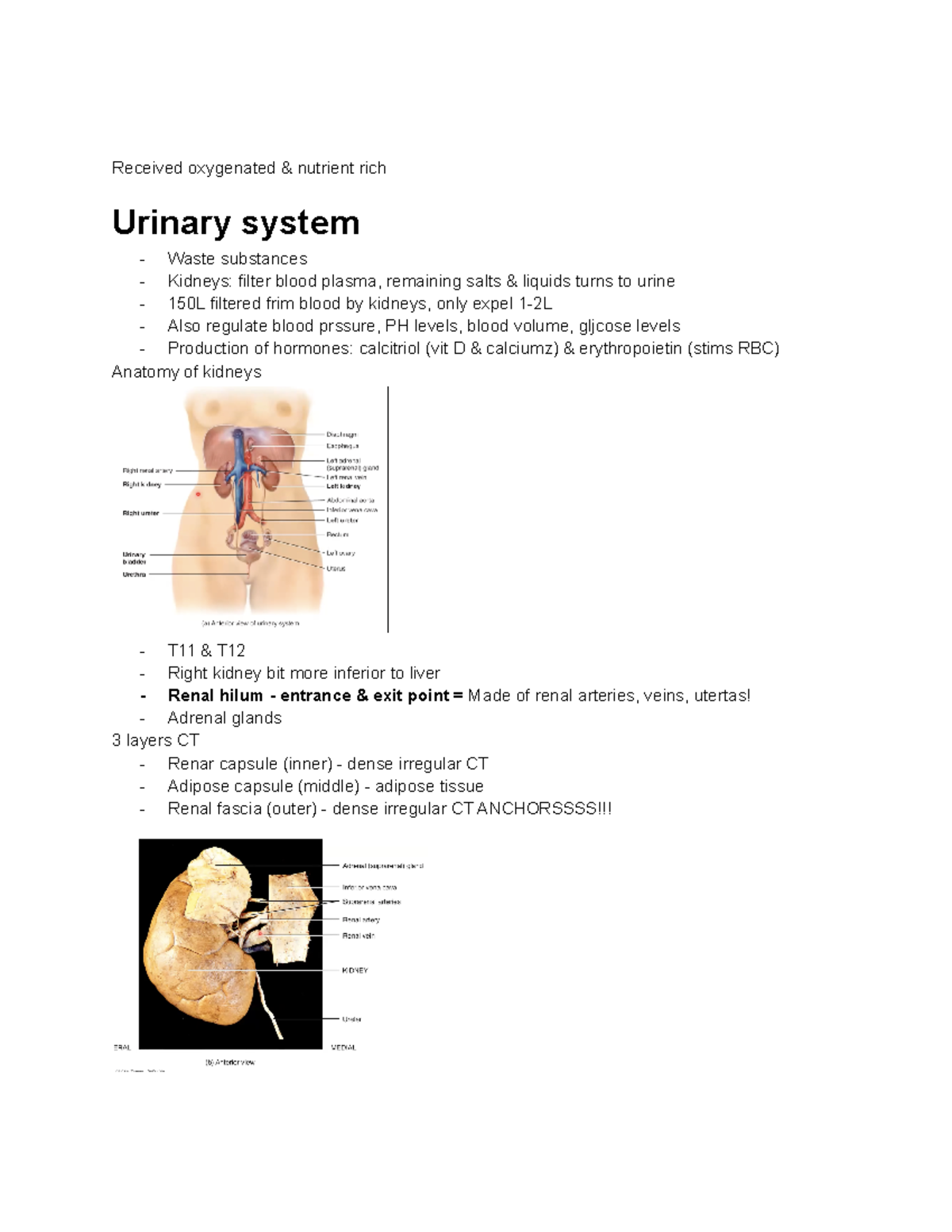 THE URINARY SYSTEM - Received oxygenated & nutrient rich Urinary system ...