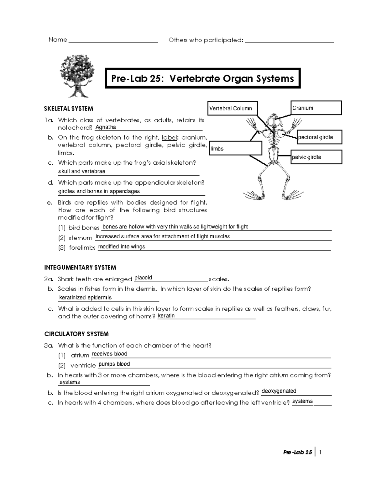 25a Prelab 25 Vertebrate Organ Systems - Pre-Lab 25 1 Pre-Lab 25 ...