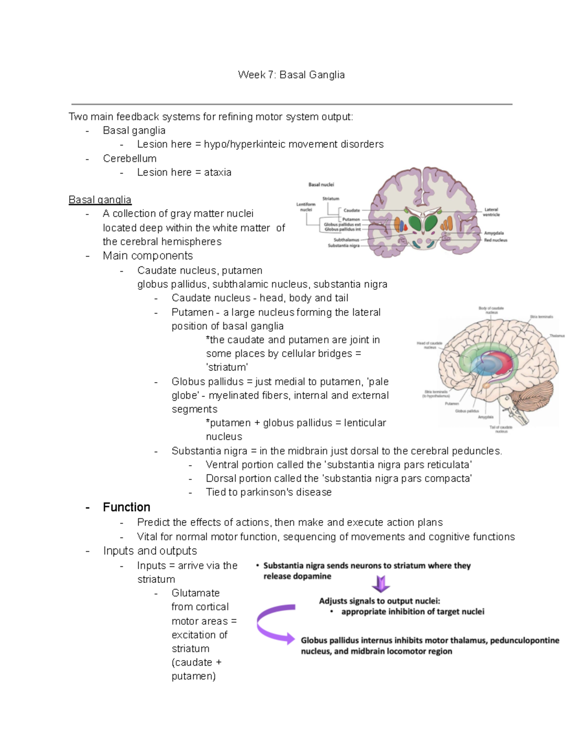 Basal Ganglia, Visual System and ANS, Cerebrum Notes - Week 7: Basal ...