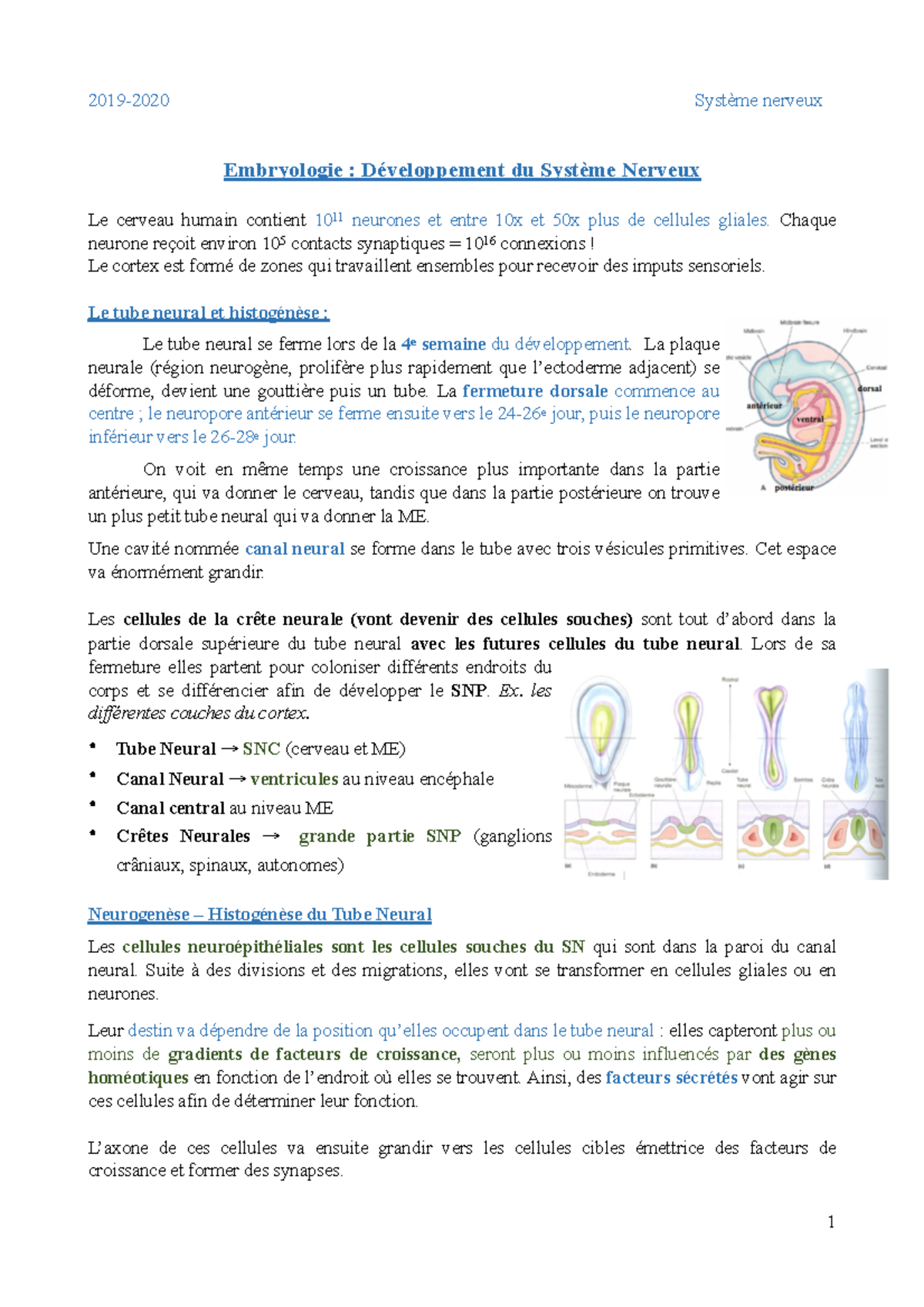Nerv embryologie - Warning: TT: undefined function: 32 2019-2020 Système nerveux Embryologie ...