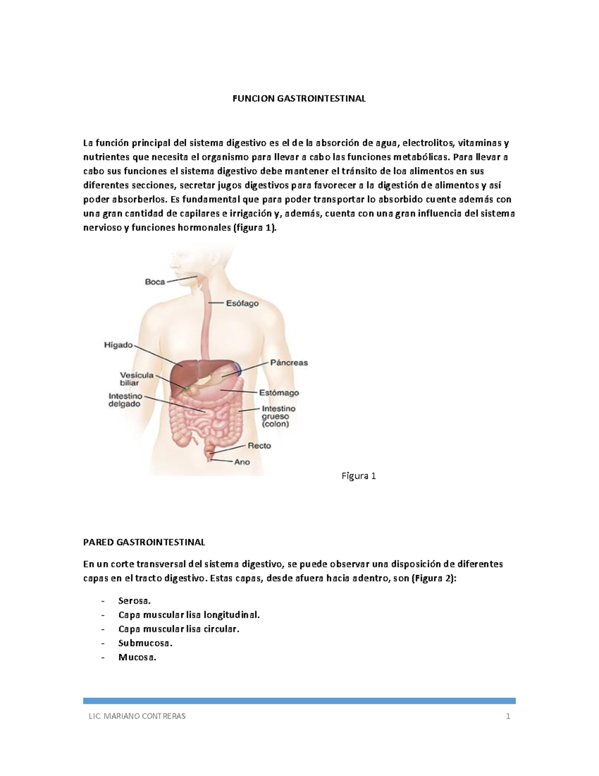 Sistema digestivo - Para llevar a cabo sus funciones el sistema ...
