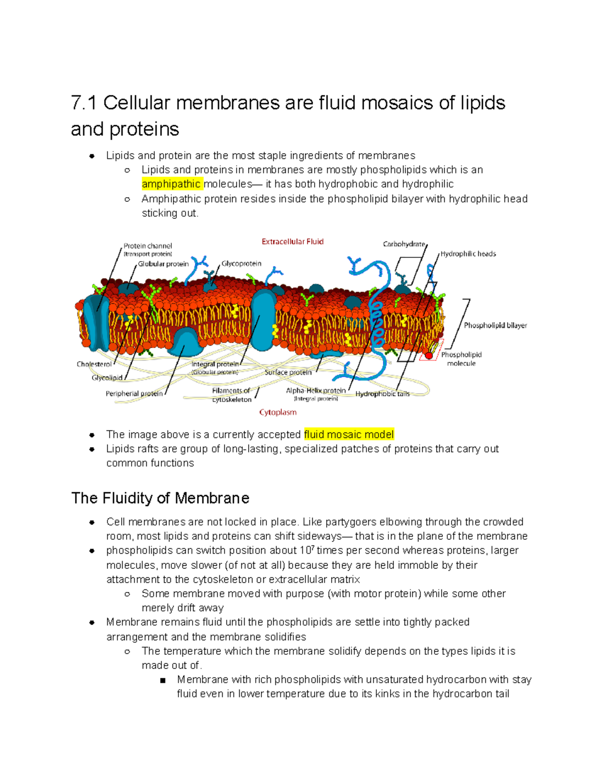 Ch. 7 Membrane Structure and Function - 7 Cellular membranes are fluid ...