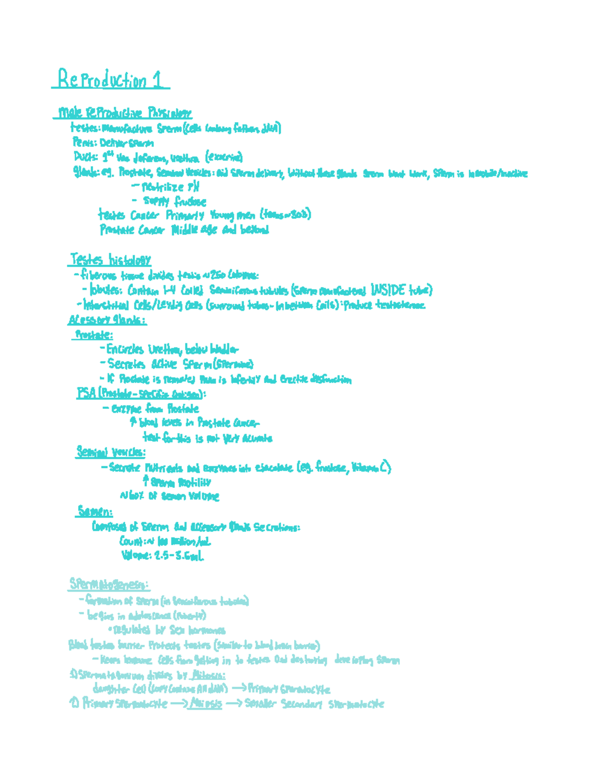 Male Reproductive System notes - Reproduction 1 Malereproductive ...