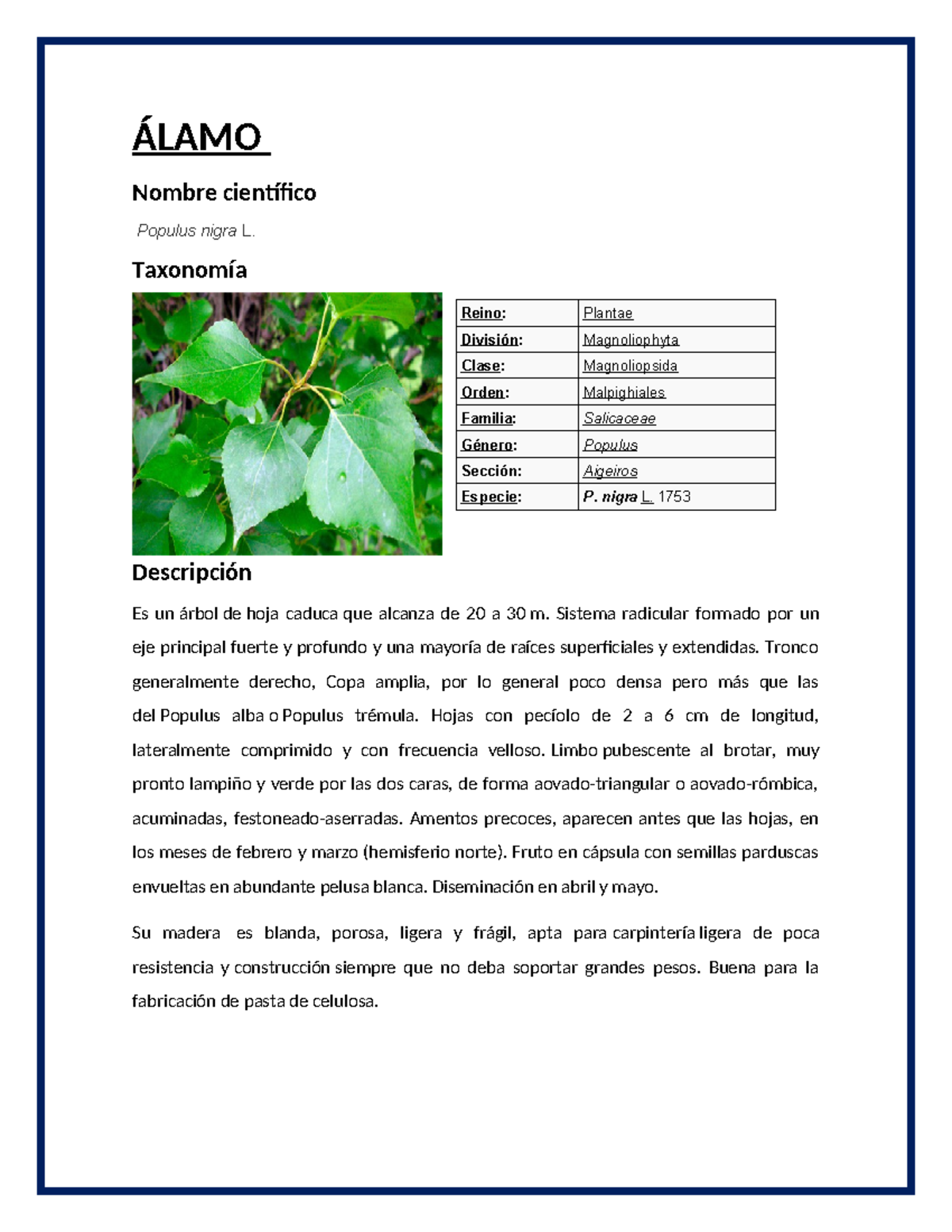 Álamo - ÁLAMO Nombre científico Populus nigra L. Taxonomía Reino ...