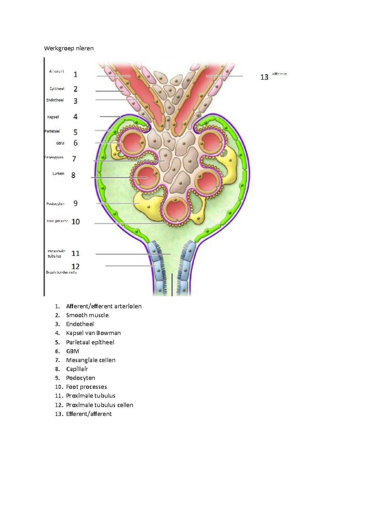 Werkgroep nieren - Werkgroep nieren Afferent/efferent arteriolen Smooth ...