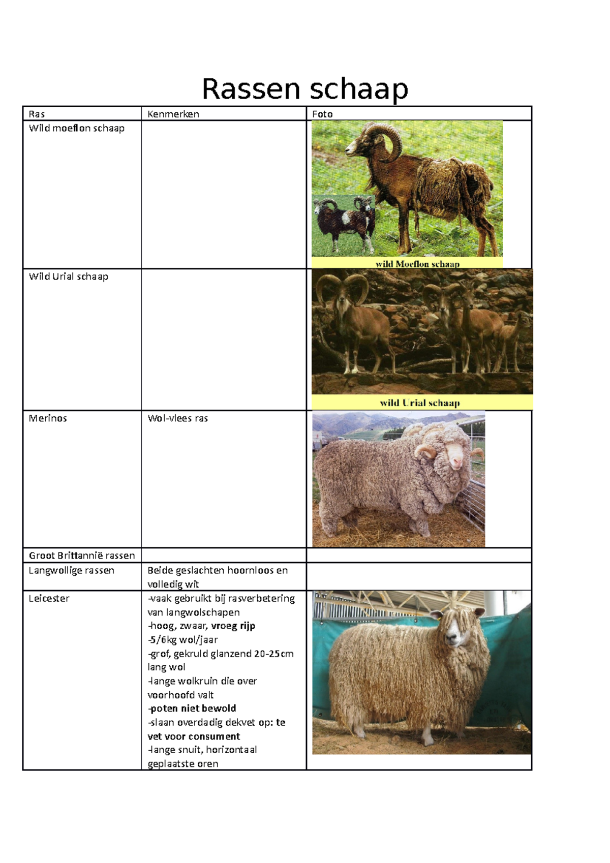 Rassen schaap+geit - Rassen schaap Ras Kenmerken Foto Wild moeflon ...