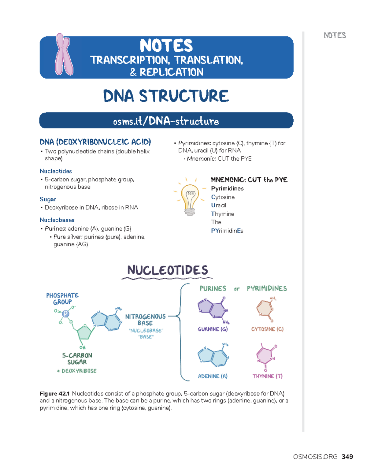 Transcription, translation, and replication - NOTES DNA ...