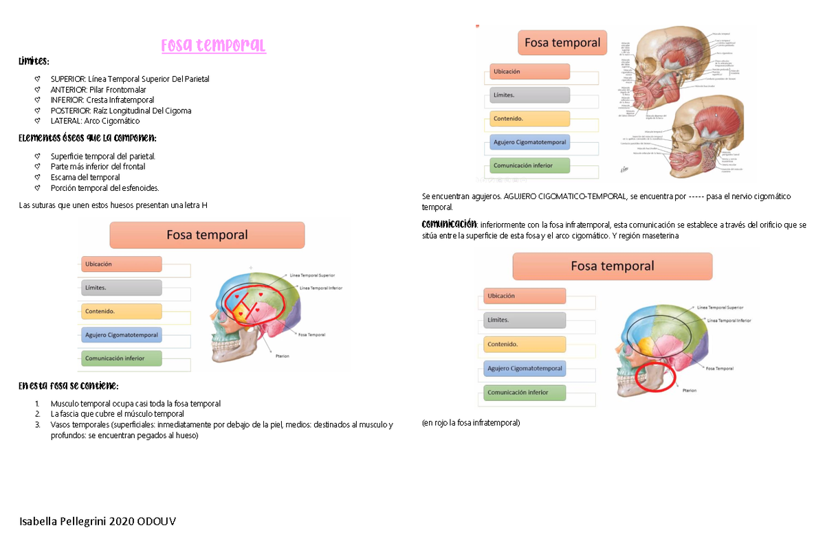 Resumen de Anatomía Fosas- Vertebras-Articulación temporomandibular ...