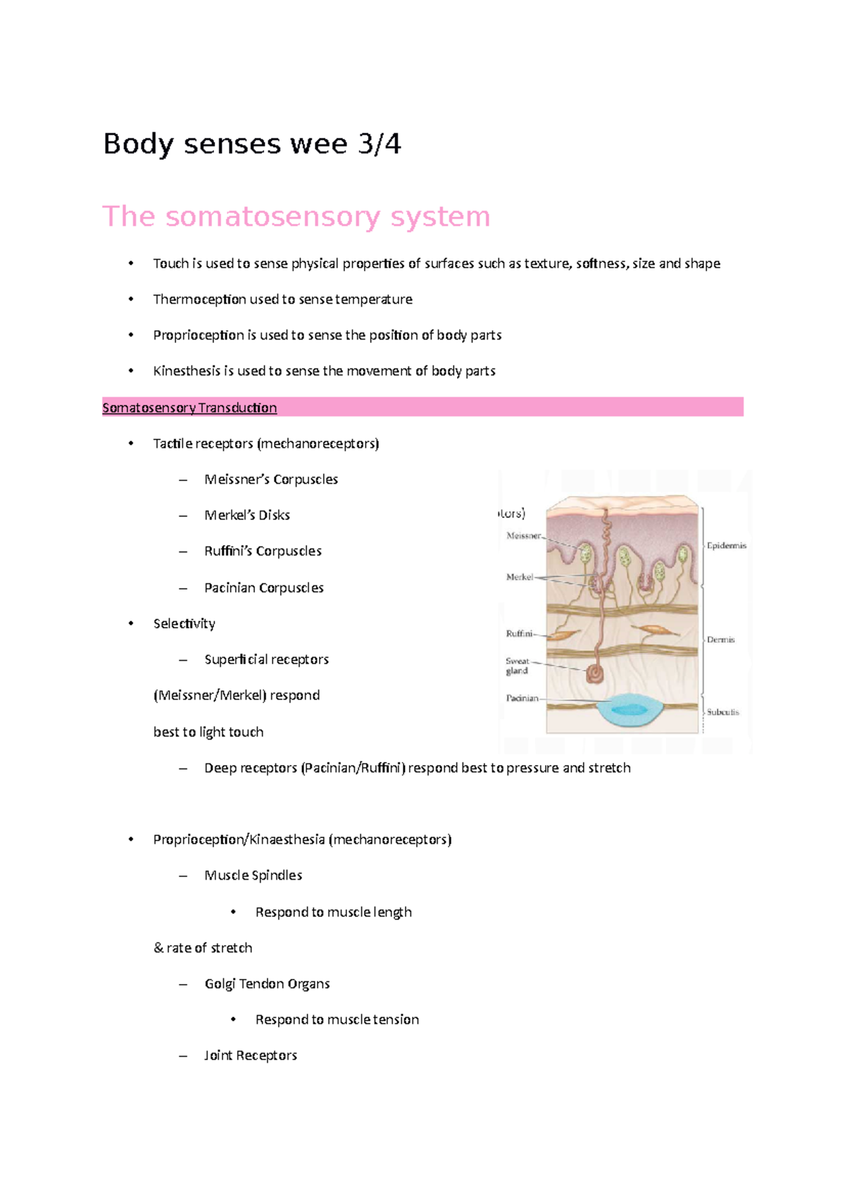 3. Body senses - week 3 - Body senses wee 3/ The somatosensory system ...