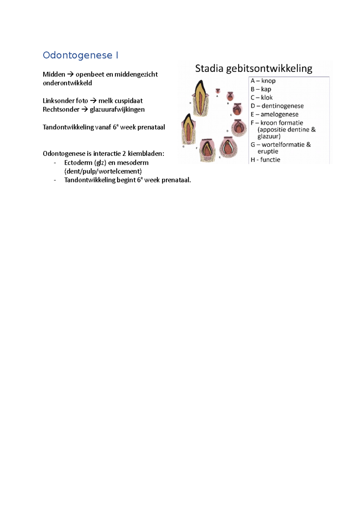 Odontogenese I - Odontogenese I Midden openbeet en middengezicht ...
