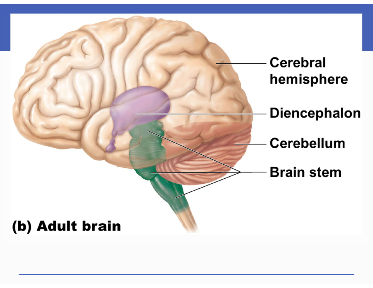 Chapter 8 Nervous System Powerpoint PART B - Functional Anatomy of the ...