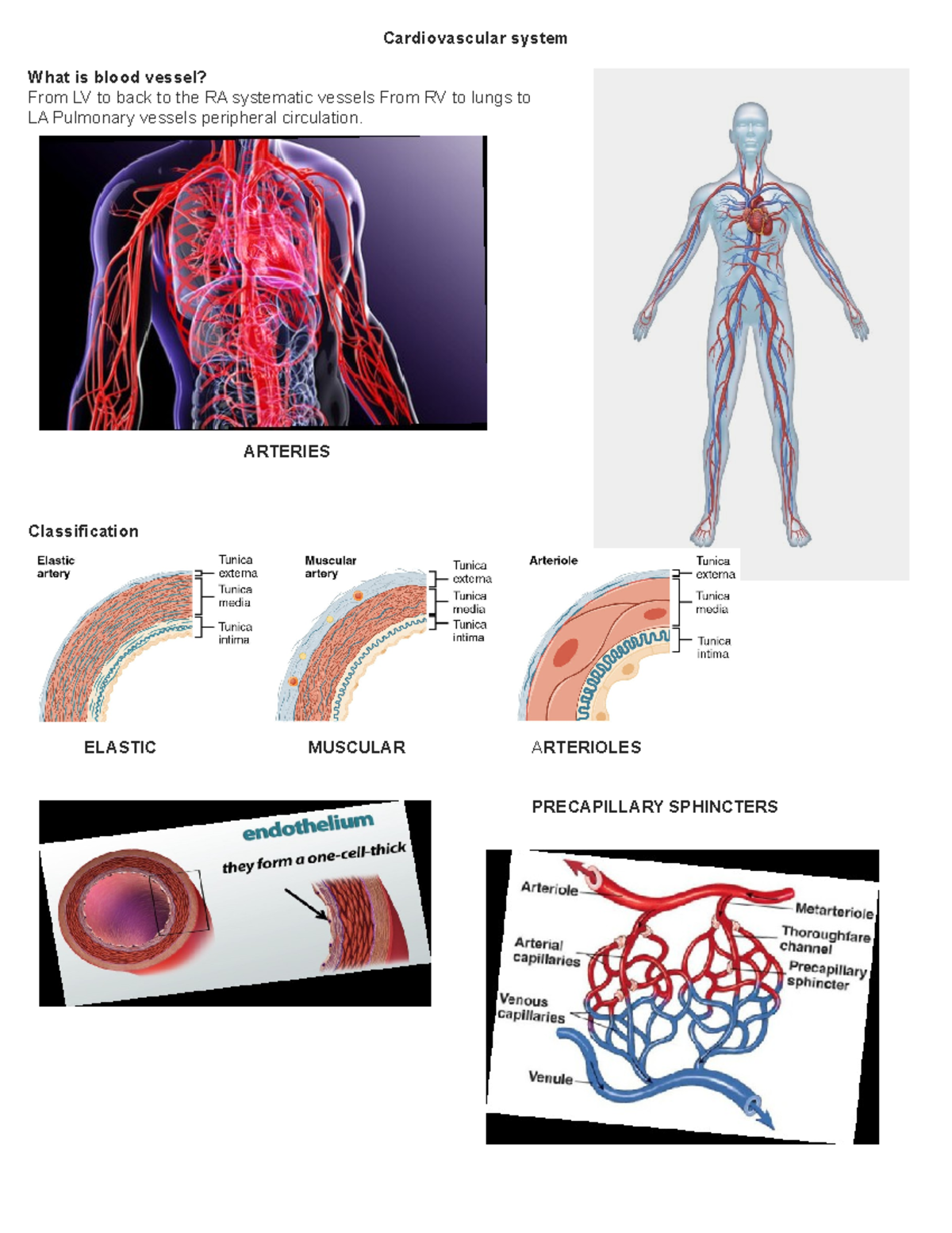 Cardiovascular system - Cardiovascular system What is blood vessel ...