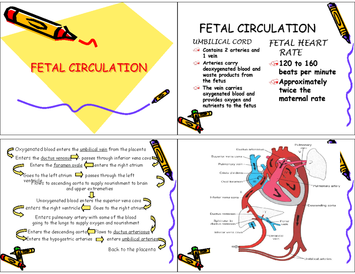 Fetal heart circulation by maam - Oxygenated blood enters the umbilical ...