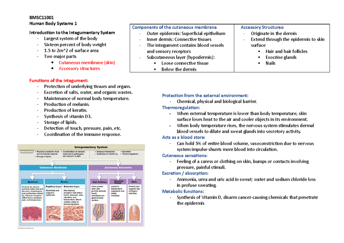 Week 4 - Lecture Notes Part 2 - Human Body Systems 1 - Human Body ...