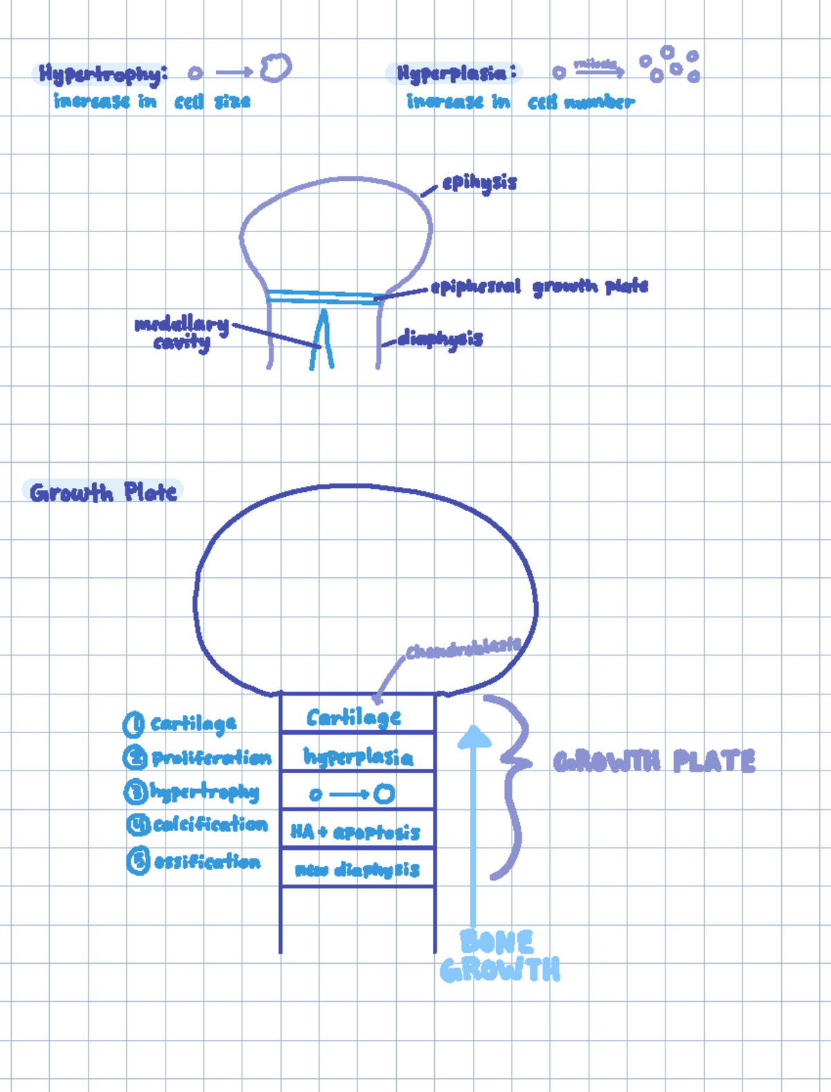 Growth plate notes - BIOL 319 - mitosis Hypertrophy 0 0 Hyperplasia ...