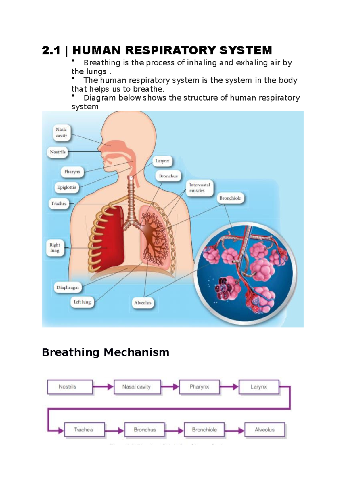 Form3 Science(Notes Chp 2) 7April 2022 - 2 | HUMAN RESPIRATORY SYSTEM ...